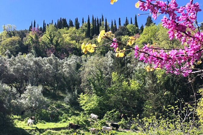 Lefkada Tour on Electric Bike (Tailor-made) - Reviews and Testimonials: What Travelers Say