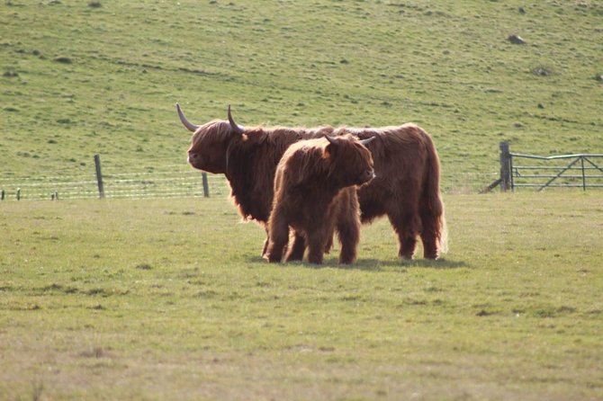 Legendary Loch Ness and Urquhart Castle Tour - Traveler Reviews and Feedback