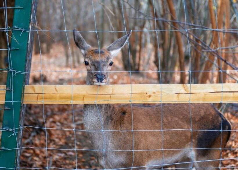 Legends&Wildlife Awaits: Dracula's Castle & Bear Sanctuary - Key Points