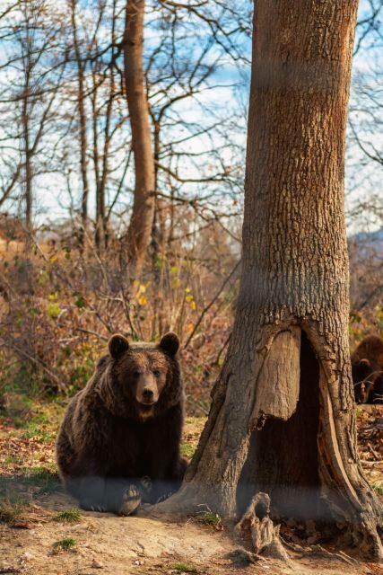 Legends&Wildlife Awaits: Dracula's Castle & Bear Sanctuary - The Journey Begins: From Bucharest to Transylvania