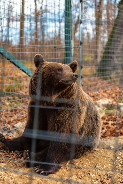 Legends&Wildlife Awaits: Dracula's Castle & Bear Sanctuary - Return Journey and Reflection