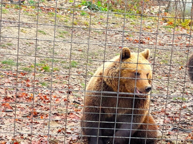 Legends&Wildlife Awaits: Dracula's Castle & Bear Sanctuary - Final Thoughts