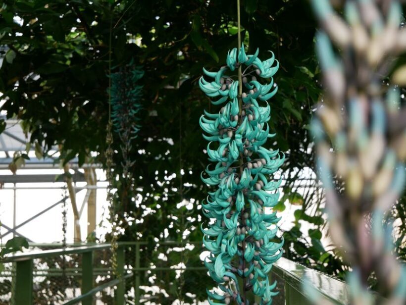 Leiden: Hortus Botanicus Entry Ticket - Discovering Leiden’s Historic Garden