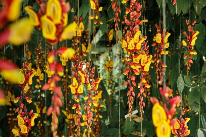 Leiden: Hortus Botanicus Entry Ticket - FAQ