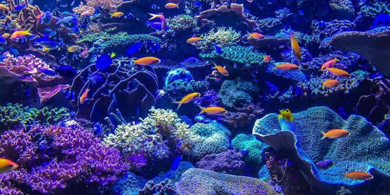 Lembongan : Fully enjoy! Snorkeling, Sightseeing /1day tour - Who Will Love This Tour?