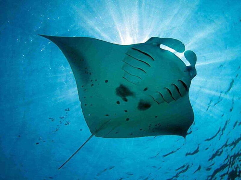 Lembongan Island: Enjoy snorkeling.See a manta ray?/Day trip - The Itinerary in Detail