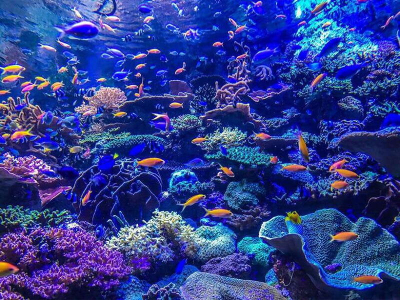 Lembongan Island: Enjoy snorkeling.See a manta ray?/Day trip - What Makes This Tour Stand Out