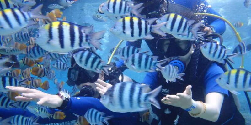 LEMBONGAN:SNORKELING 3 POINT AREA (MANTA,CRISTAL,MANGROVE) - Key Points