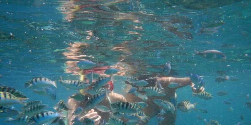 LEMBONGAN:SNORKELING 3 POINT AREA (MANTA,CRISTAL,MANGROVE) - The Experience in Practice