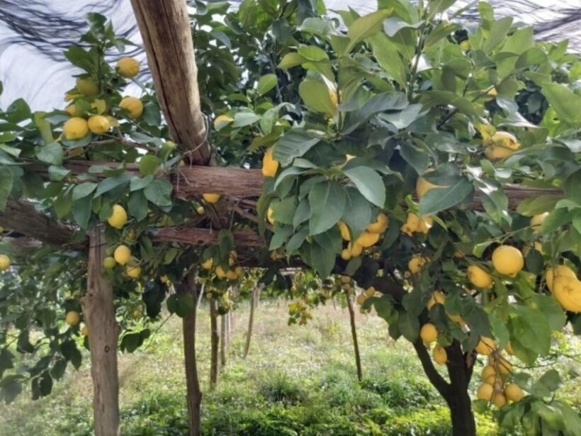 Lemon Experience with Limoncello demonstration - Exploring the Lemon Experience with Limoncello Demonstration