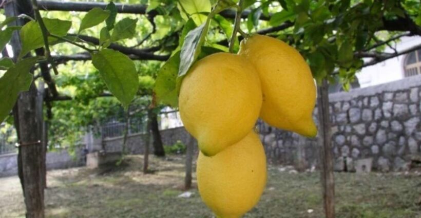 Lemon Experience with Limoncello demonstration - Practical Tips