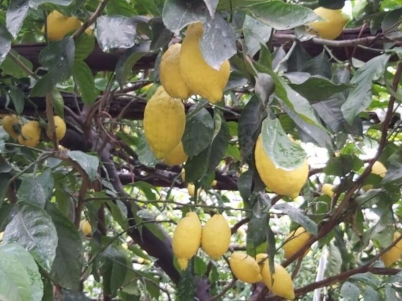 Lemon Experience with Limoncello demonstration - FAQs