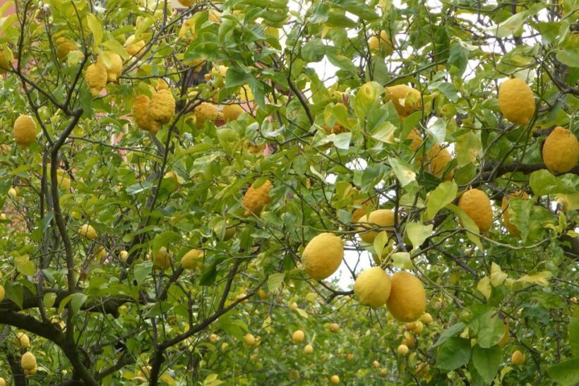 Lemon Nursery & Limoncello: Sorrento E-Bike Tour - Authenticity and Reviews: What Real Travelers Say