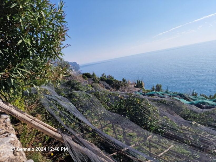 Lemon Path - Amalfi coast - A Closer Look at the Lemon Path Experience