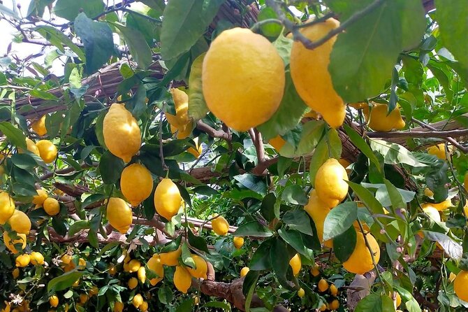 Lemon Path Hike - Amalfi Coast - Pricing and Reviews