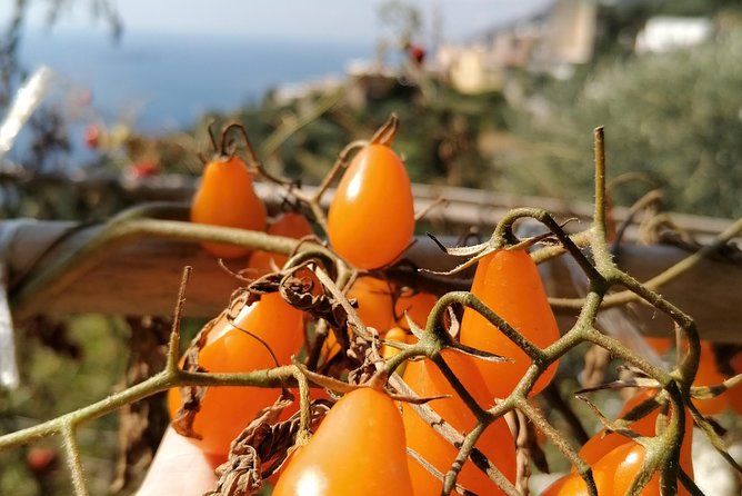 Lemon & sea food cooking class at local's home - Practical Details and What to Expect