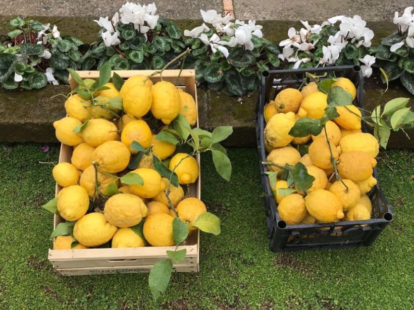Lemon Tour with Lunch/Dinner - Exploring the Lemon Tour with Lunch or Dinner in Sorrento: A Practical Guide