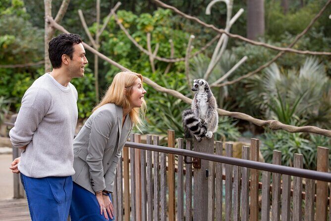 Lemur Experience at Melbourne Zoo - excl. entry - Key Points