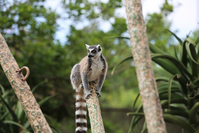 Lemur Experience at Melbourne Zoo - excl. entry - The Details: What to Expect