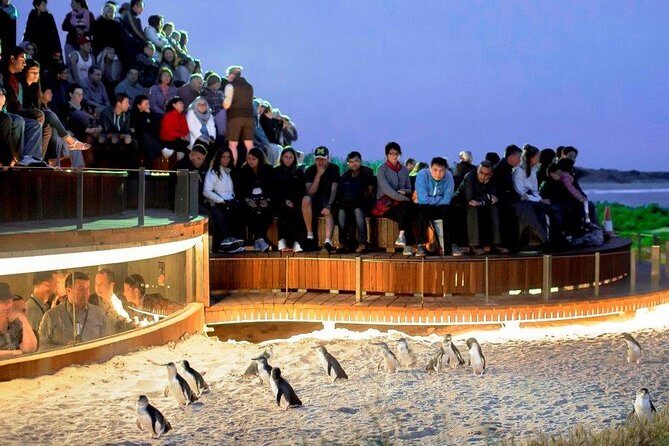 Lemur Experience at Melbourne Zoo - excl. entry - Practical Tips for Visitors