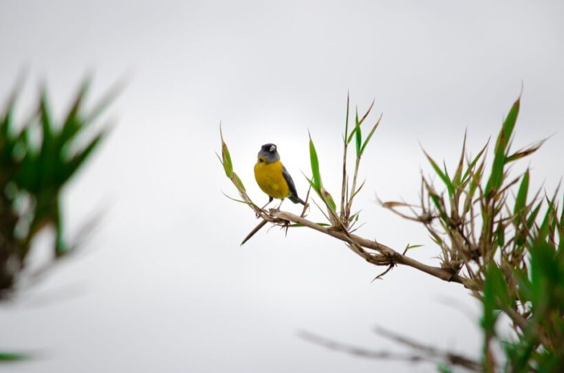 Lemuy Island: Churches and trees in Chiloé. - Exploring Lemuy Island: An Authentic Chiloé Experience
