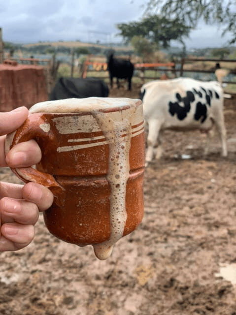 Leon: Cristero Rebellion Guided Tour with Breakfast - An In-Depth Look at the Cristero Rebellion Tour