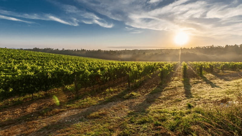 Leon: Viñedo Tierra de Luz Tour with Wine Tasting - FAQ