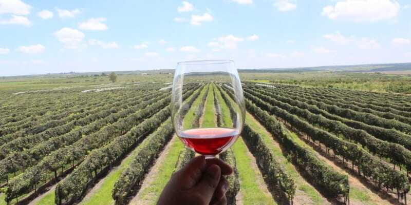 León: Wine Tasting & Vineyard Tour at Viñedo Jalpense - Key Points