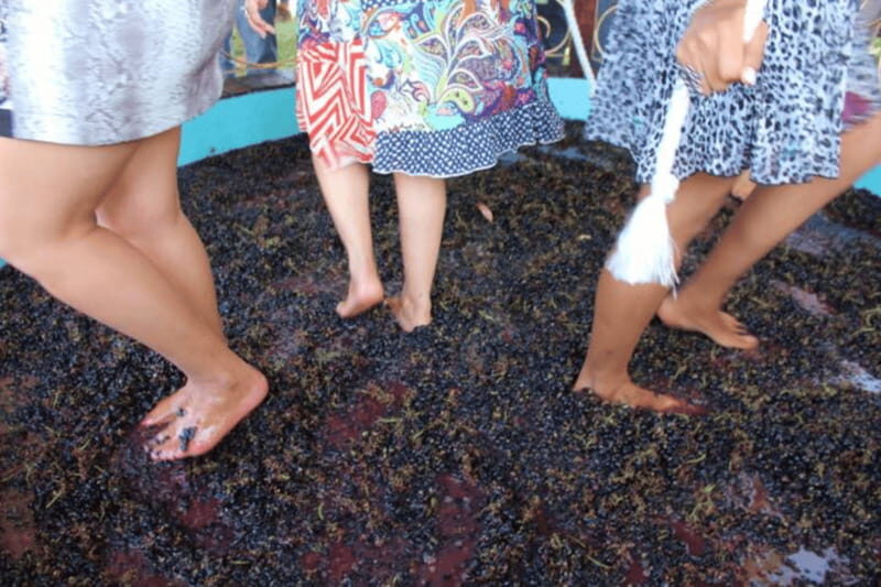León: Wine Tasting & Vineyard Tour at Viñedo Jalpense - FAQ