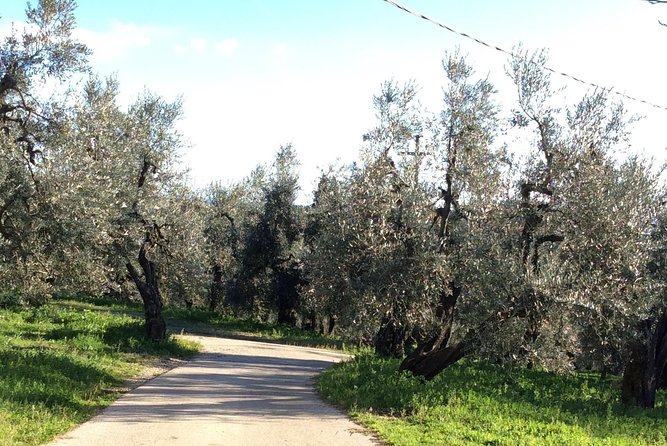 Leonardo da Vinci Voyage with Olive Oil, Food and Wine Dream - Final Thoughts: Who Is This Tour For?