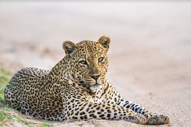Leopard Half Day Yala National Park Eleven Safari - The Reviews: What Travelers Say