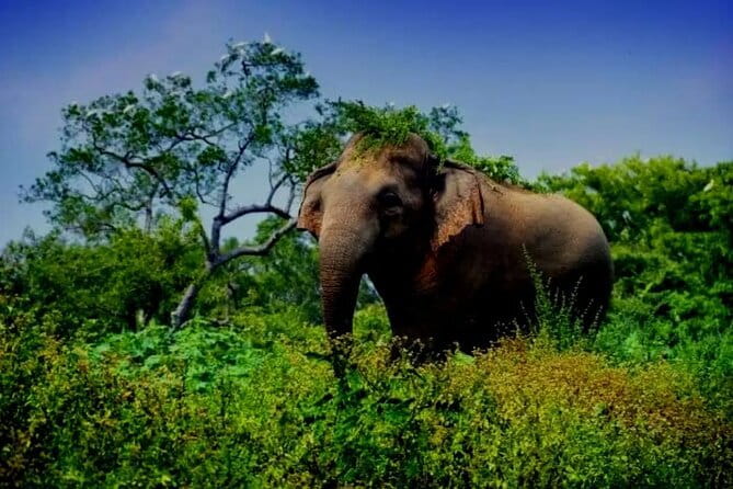 Leopard Half Day Yala National Park Eleven Safari - Deep Dive: The Safari in Action