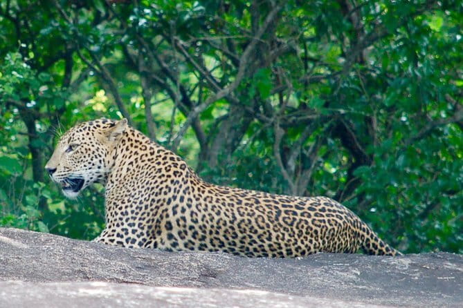 Leopard Half Day Yala National Park Eleven Safari - The Sum Up