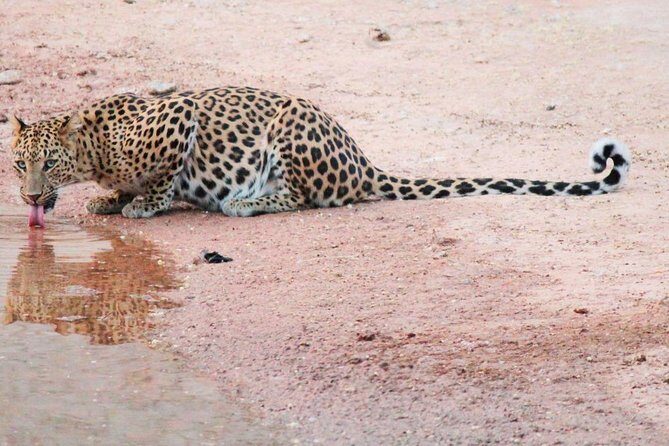 Leopard Safari in 4x4 Vehicle in Jhalana Park Including Transfers - Exploring the Itinerary in Detail