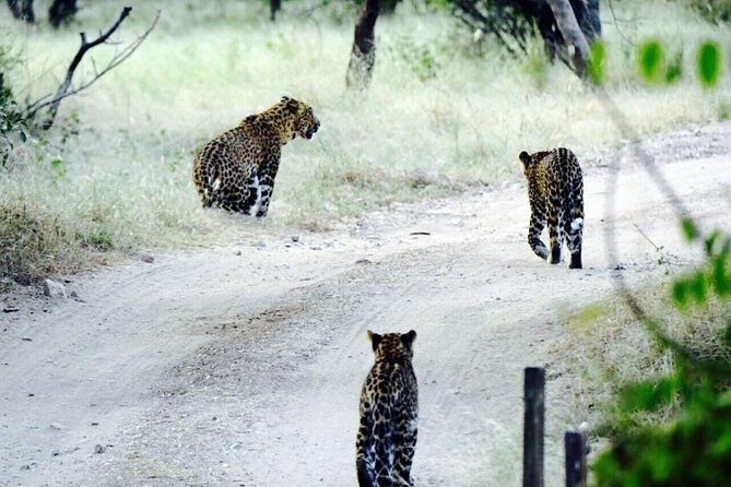 Leopard Safari in 4x4 Vehicle in Jhalana Park Including Transfers - Why Choose This Safari?