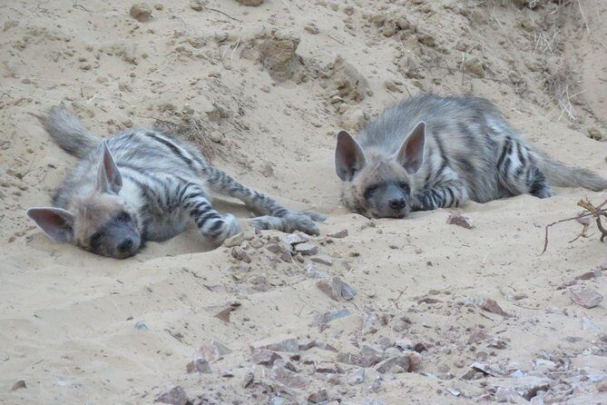 Leopard Safari in 4x4 Vehicle in Jhalana Park Including Transfers - Final Thoughts