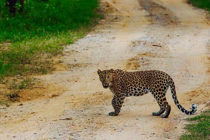Leopard Safari in 4x4 Vehicle in Jhalana Park Including Transfers - Frequently Asked Questions