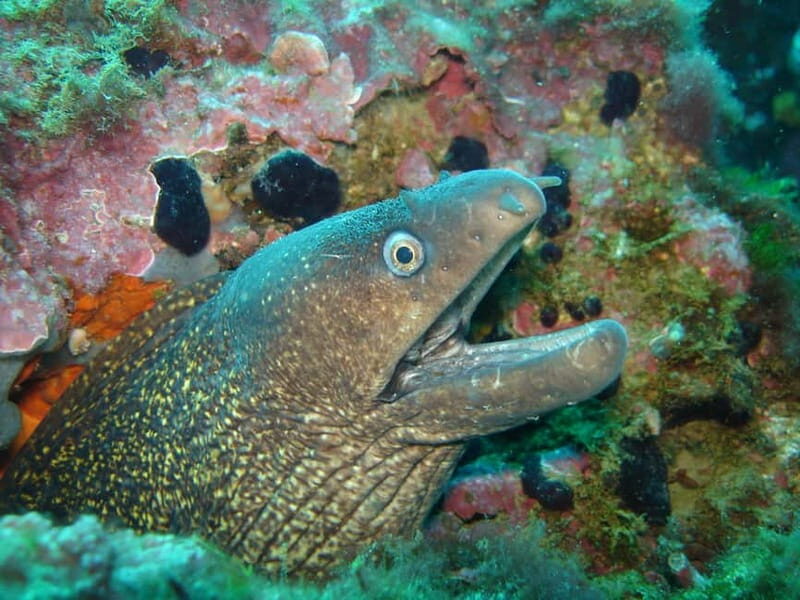 L'Escala: Try diving in the Montgri nature reserve - What the Experience Means for Travelers