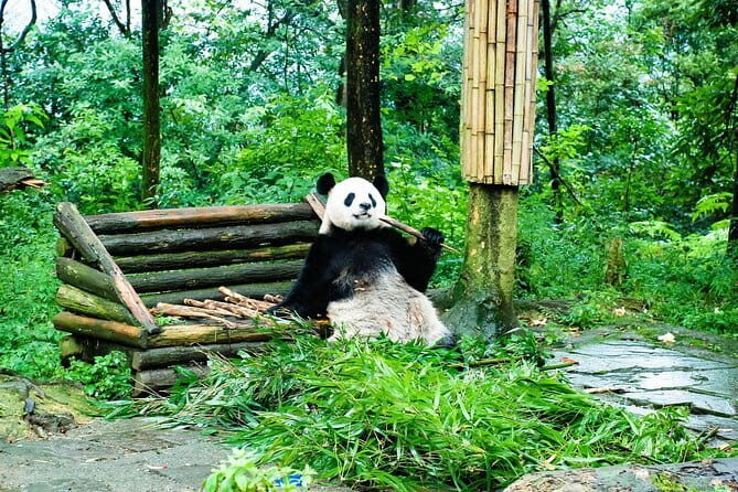 Leshan Giant Buddha and Jinli Ancient Street Day Tour - Transportation & Practicalities