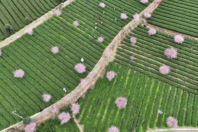 Leshan Giant Buddha day tour with tea Tasting Terrace view - FAQs