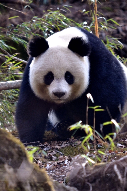 Leshan Grand Buddha Scenic Area and Panda Park Day Tour - Authentic Experiences and Traveler Perspectives