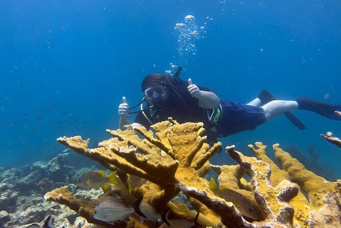 Let it Ride Charters-Private Fishing / Snorkel Combo Key Largo FL - Key Points
