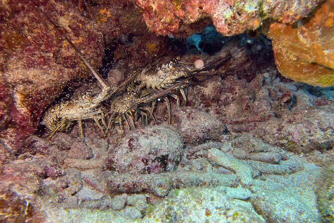 Let it Ride Charters-Private Fishing / Snorkel Combo Key Largo FL - Deep Dive: What to Expect on the Day
