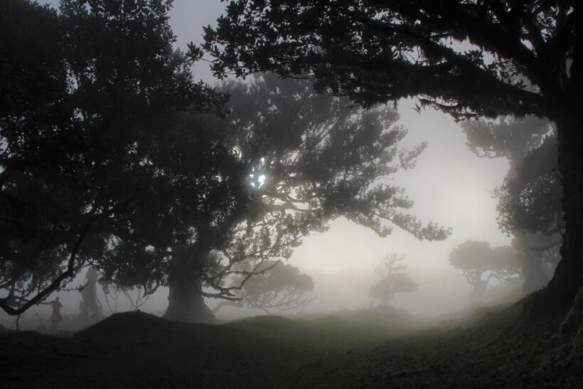 Let-Me-Surprise-You Madeira Full Day Private Tour - Transportation and Comfort