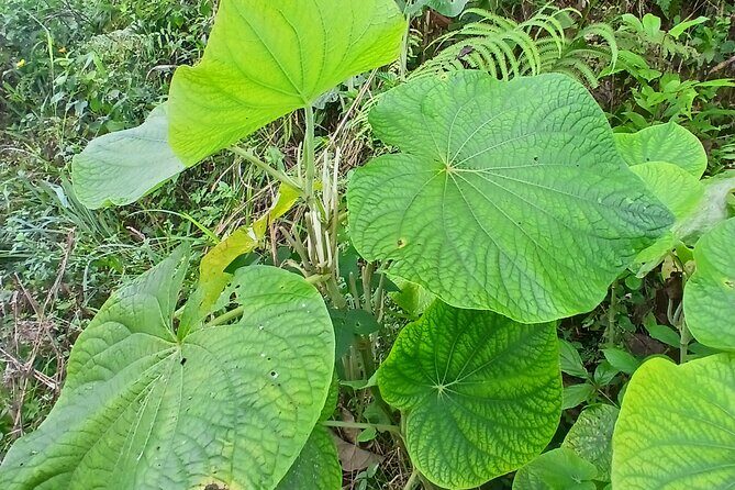 Lethe Mountain Valley Hiking - Final Thoughts: Is This Tour Right for You?