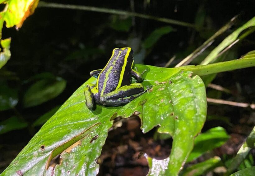 Leticia: Amazing Three Day Jungle Tours - Frequently Asked Questions