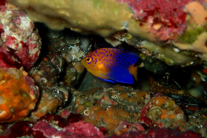 Lets Enjoy Scuba Diving in Izu Oceanic Park Izu Peninsula for Certificate Diver - Diving Experience and Marine Life Encounters