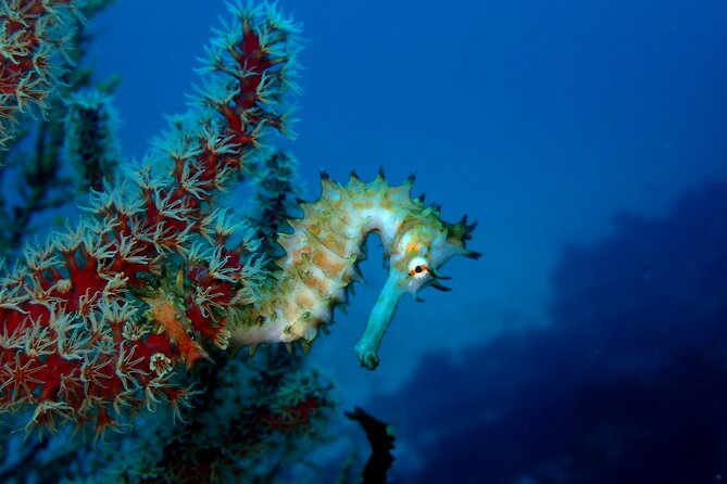 Lets Enjoy Scuba Diving in Izu Oceanic Park Izu Peninsula for Certificate Diver - Activity Schedule and Duration