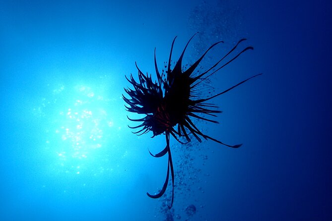 Lets Enjoy Scuba Diving in Izu Oceanic Park Izu Peninsula for Certificate Diver - Traveler Reviews and Ratings