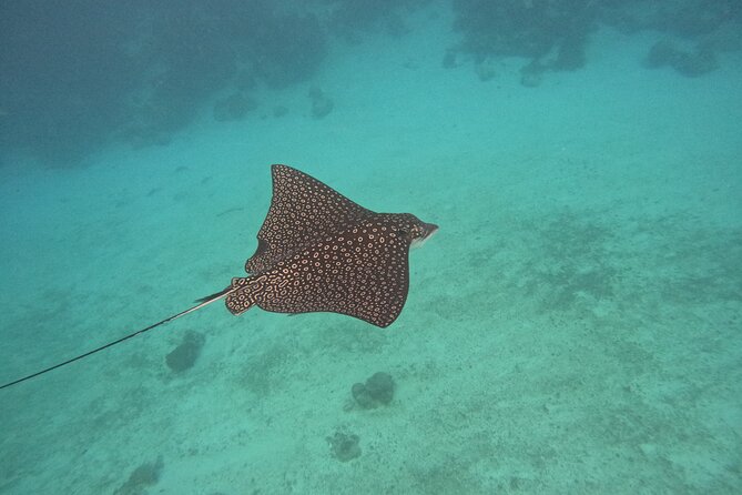 Lets Snorkel Hol Chan the Best Marine Reserve in Belize - Encountering Marine Life in Their Natural Habitat